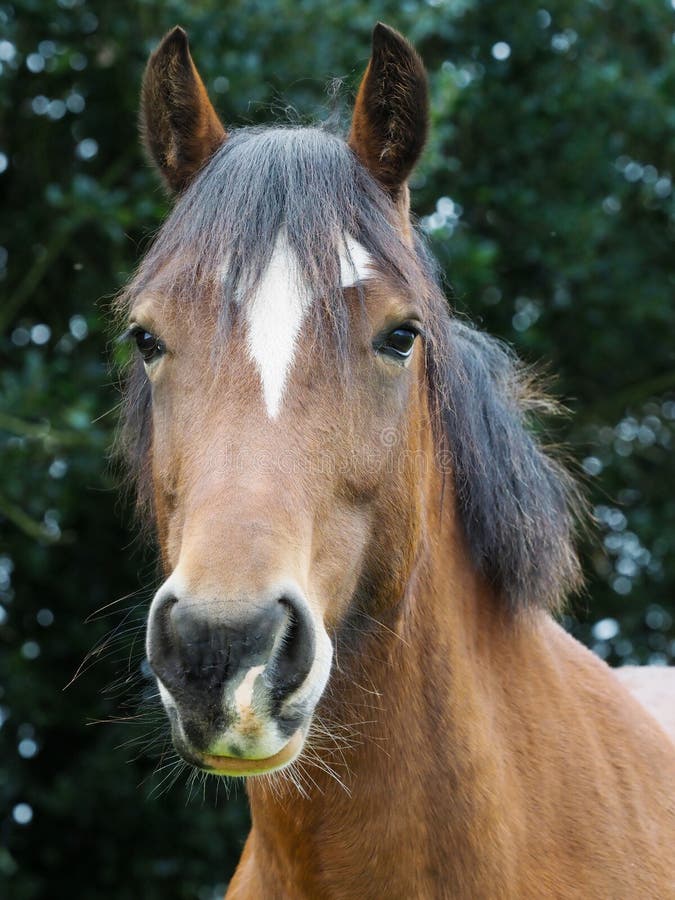 Welsh Mare and Foal stock photo. Image of beauty, born - 24564680