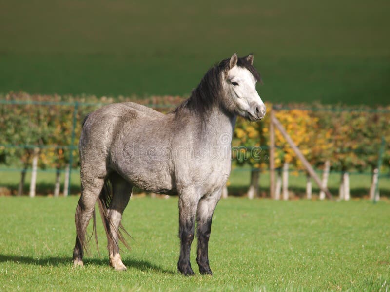 Pretty Welsh Pony stock image. Image of youngster, meadow - 173932431