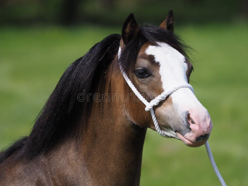 Pretty Welsh Pony stock photo. Image of equestrian, show - 160819372