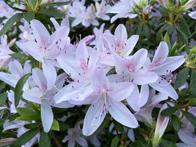 Pretty White Azalea Flowers in April Stock Photo - Image of petal ...
