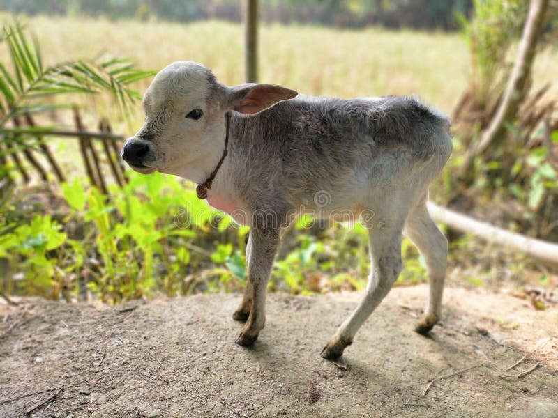 A Pretty White Calf stock photo. Image of animal, grazing - 242880060