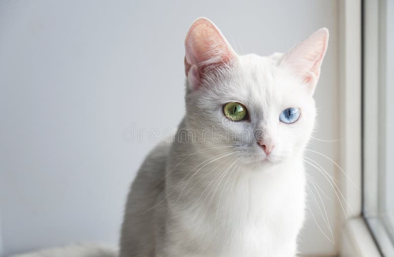 Pretty White Cat with Different Colored Eyes Stock Photo - Image of ... Pretty White Cat with Different Colored Eyes Stock Photo - Image of ...