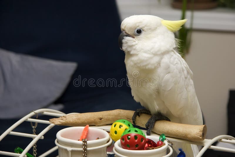Cockatoo on Playgym stock photo. Image of play, parrot - 30201354