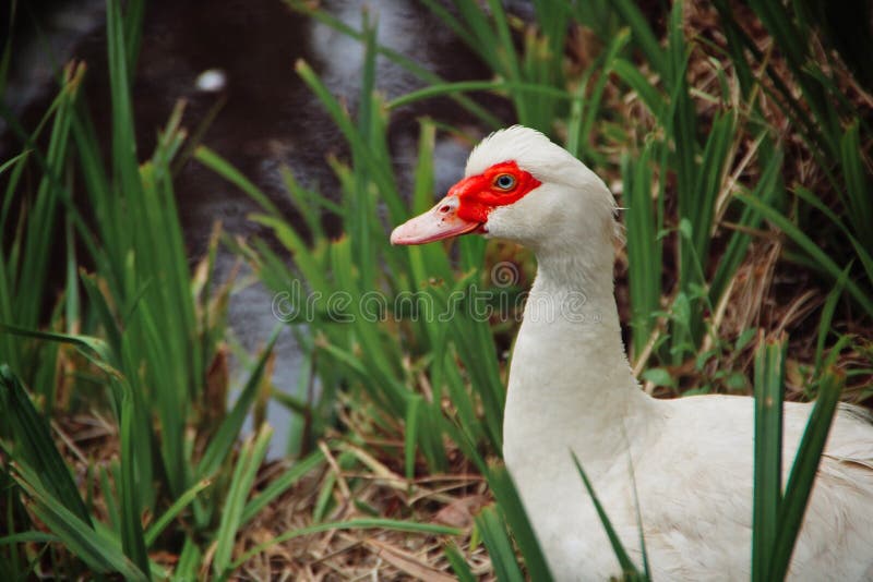 White Duck Looking To the Side. Stock Image - Image of feather, wild ...