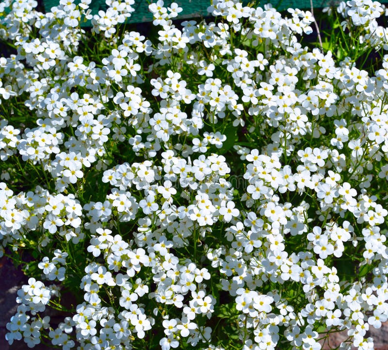 Pretty White Flowers Blooming in a Garden Stock Image - Image of macro ...
