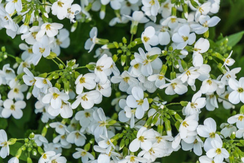 Pretty White Flowers Blooming in a Garden Stock Photo - Image of nature ...
