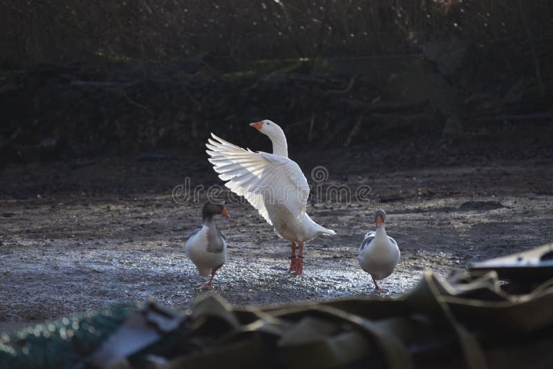 Ballet goose stock image. Image of aegyptiacus, rietvlei - 30645295