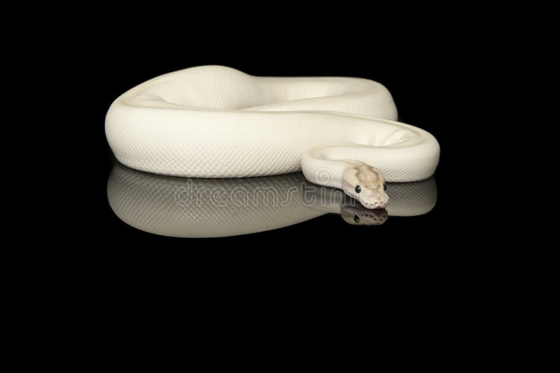 325 Pretty Python Nature Stock Photos - Free & Royalty-Free Stock ...