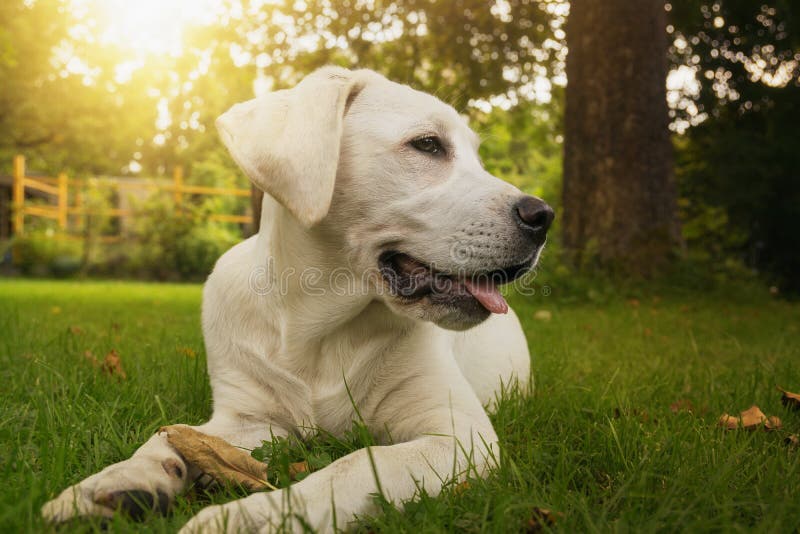 Pretty White Labrador Puppy Sitting at Sunset in the Garden Stock Image ...