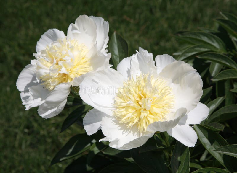 Pretty white peony stock photo. Image of flower, petal - 10249474
