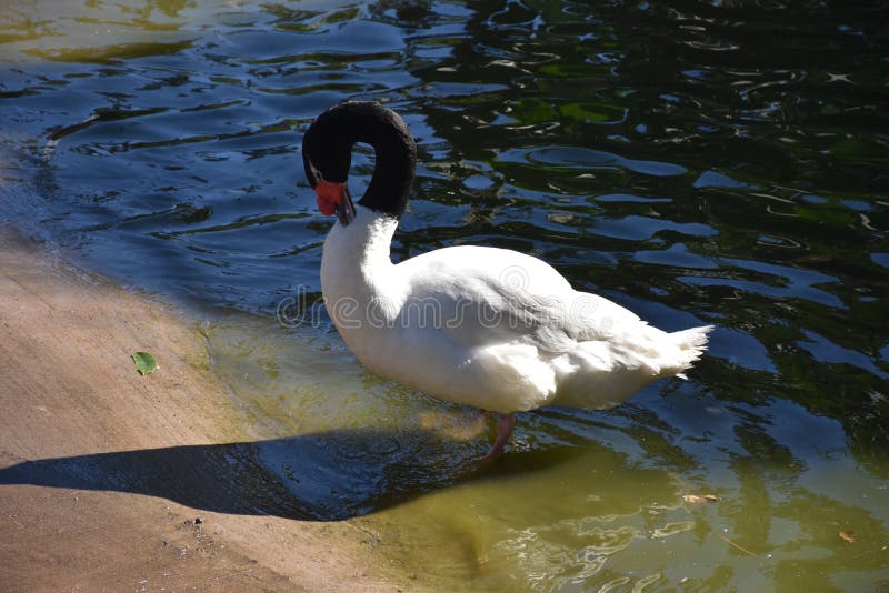 Pretty White Swan with Black Neck in Shallow Pond Stock Image - Image ...