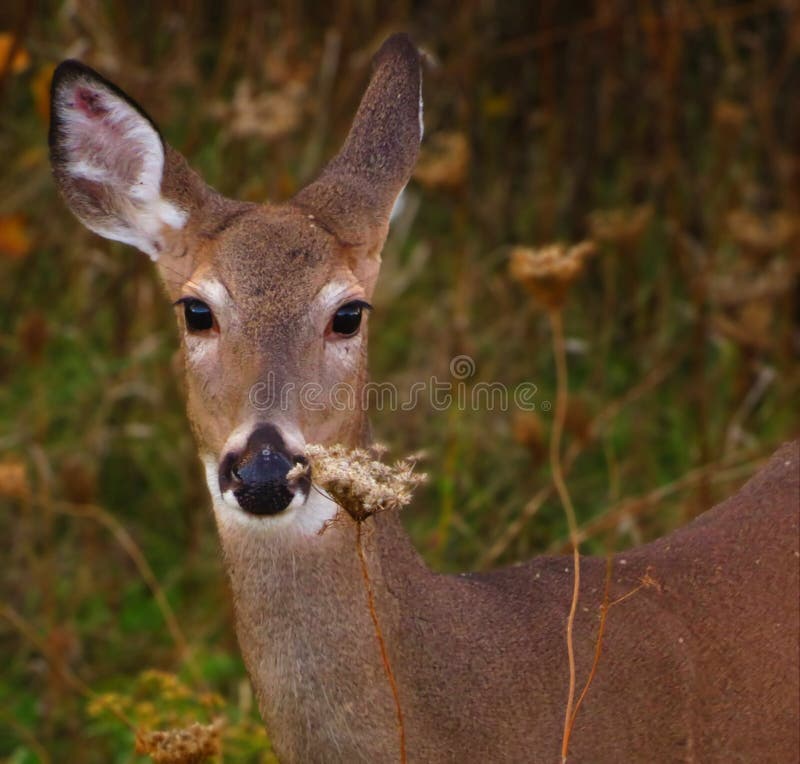 Pretty White Tailed Deer stock photo. Image of wisconsin - 370822814