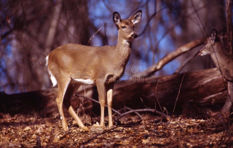 Doe and Fawn stock photo. Image of mammal, serene, fauna - 3012484