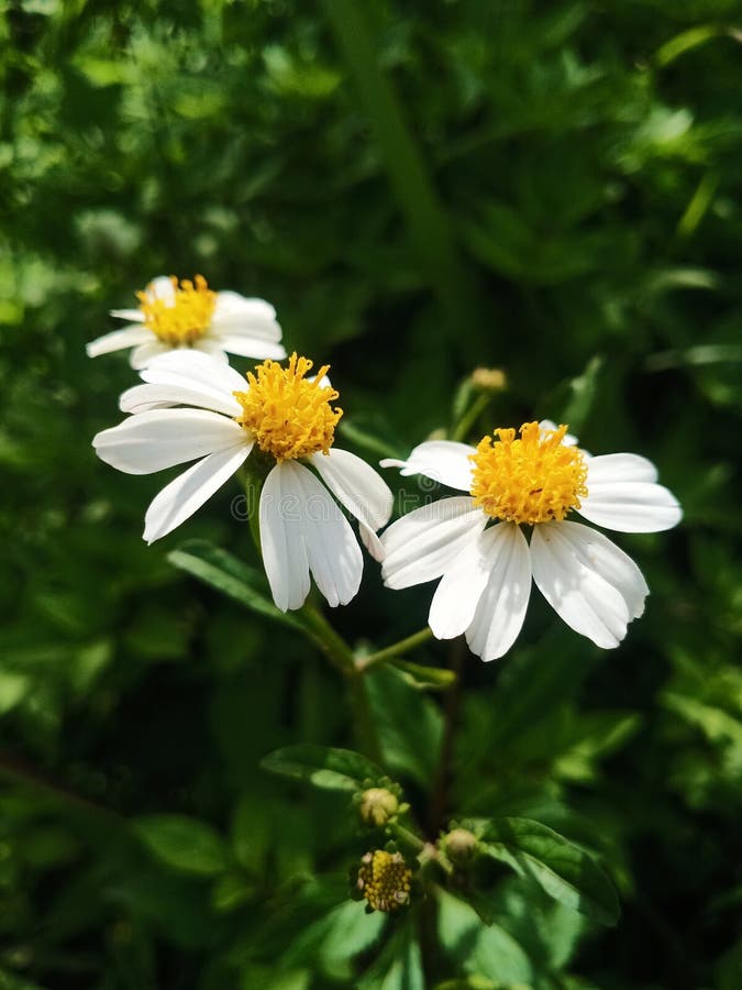 Pretty Wild Little Flower Along the Way Stock Photo - Image of pretty ...