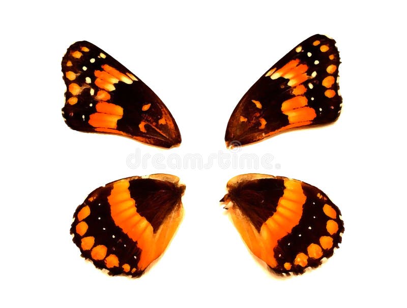 Pretty Wings stock image. Image of colorful, wings, butterfly - 316815
