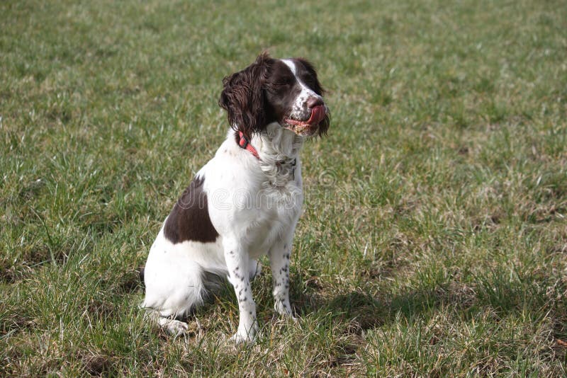 A Pretty Working English Springer Spaniel Gundog Stock Image - Image of ...