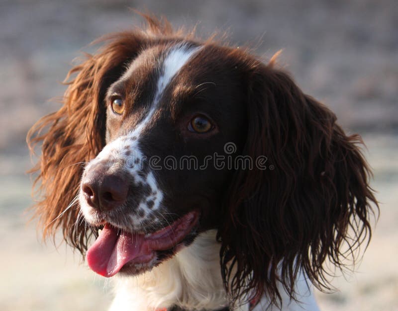 A Pretty Working English Springer Spaniel Gundog Stock Image - Image of ...