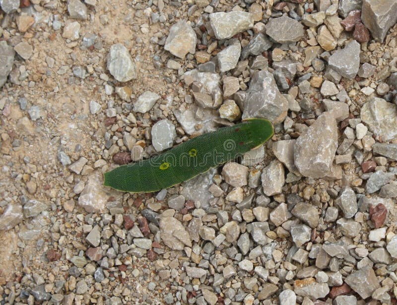 A pretty worm dragon stock photo. Image of pretty, worm - 103204618