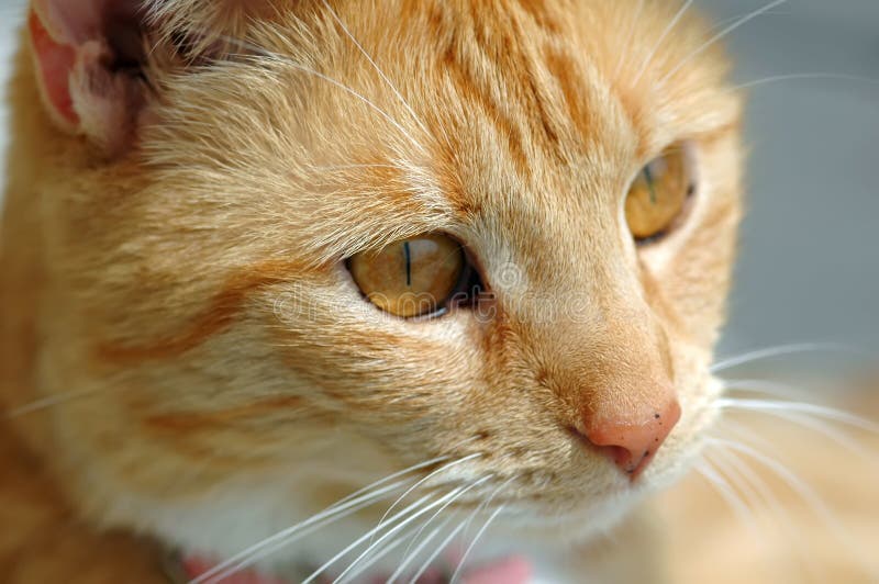 Pretty Yellow Cat Face stock photo. Image of serene, whiskers - 2167358