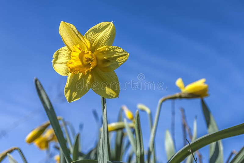 Pretty yellow daffodil. stock photo. Image of bright - 90751204