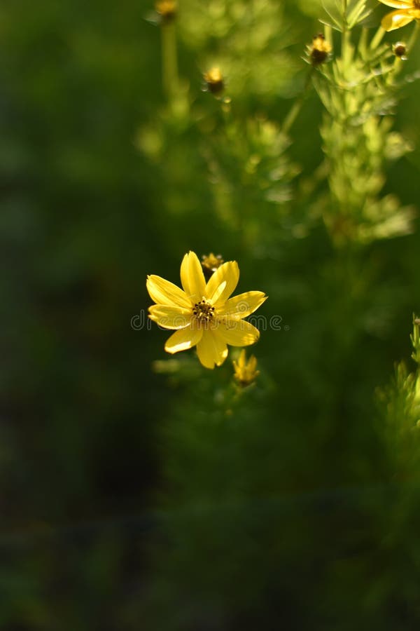 Coreopsis verticillata stock image. Image of petal, yellow - 270633017