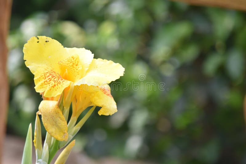 A Pretty Yellow Flower in Garden Stock Image - Image of flower, garden ...