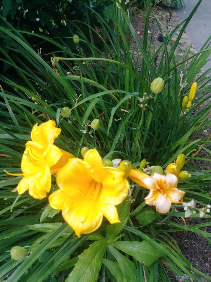 Flower stock photo. Image of flowers, flower, pretty - 123419834