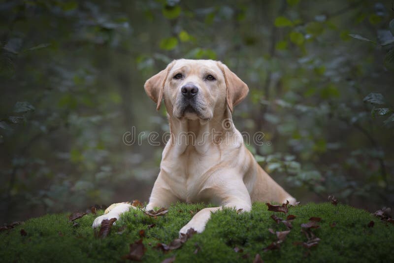 Pretty Yellow Labrador Retriever Lying Down Looking Away in a Green ...