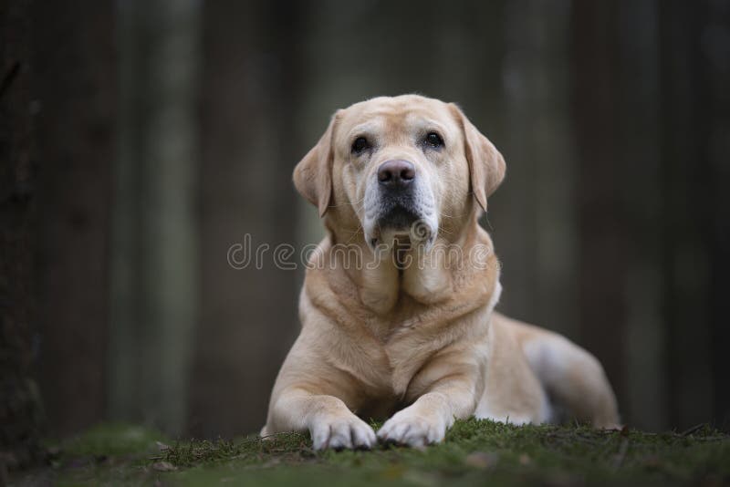 Pretty Yellow Labrador Retriever Lying Down Looking at the Camera in a ...