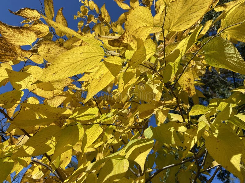 Pretty Yellow Leaves Fall Foliage in October Stock Illustration ...