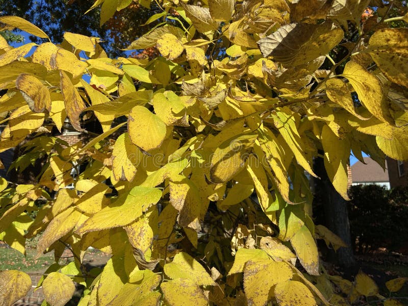 Pretty Yellow Leaves Fall Foliage in October Stock Image - Image of ...