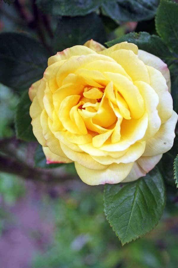 Pretty yellow rose stock image. Image of happy, orange - 19613929