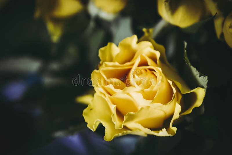 Pretty Yellow Rose in the Garden in the Sunlight Stock Photo - Image of ...