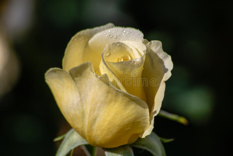 Pretty yellow rose stock image. Image of rose, flower - 137691409