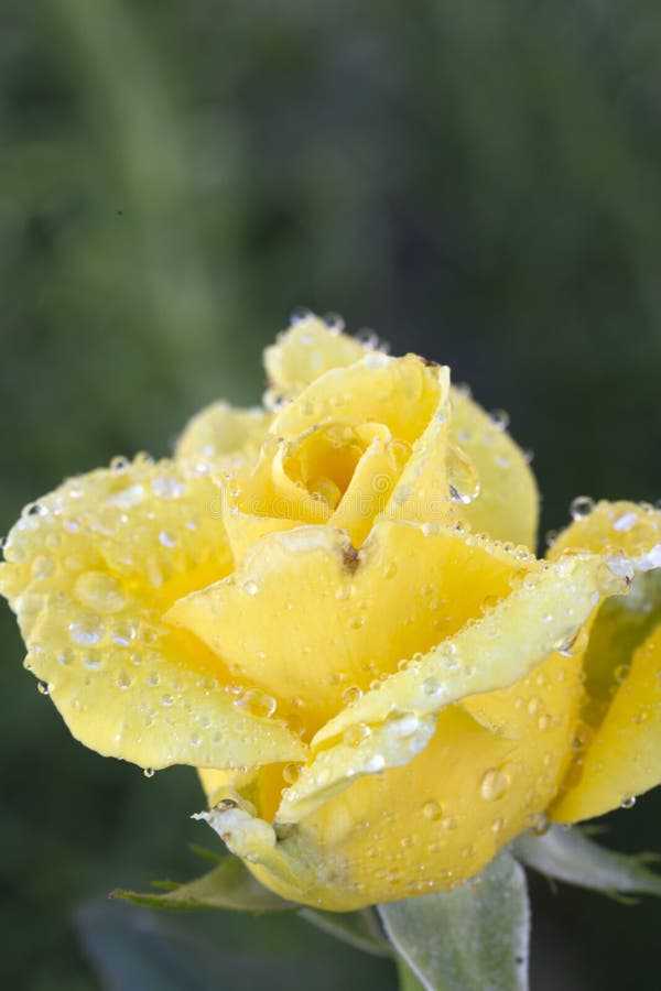 Pretty Yellow Rose with Water Drops Stock Photo - Image of open, fresh ...