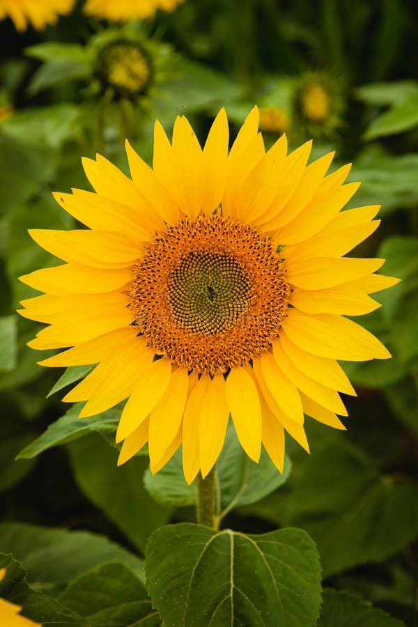 Pretty yellow sunflowers stock photo. Image of agriculture - 82564140