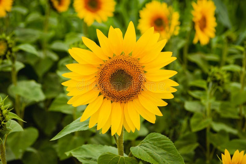 Pretty yellow sunflowers stock photo. Image of meadow - 82573888