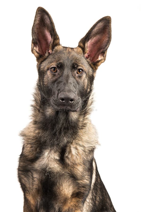 Pretty Young Dark German Shepherd Dog Portrait Stock Photo - Image of ...