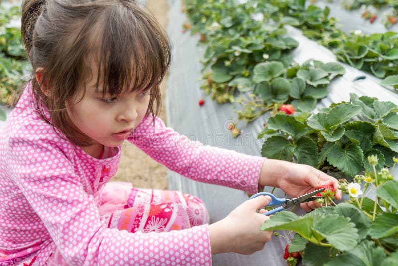 Pretty Young Girl Picking Fruit at Strawberry Farm Stock Image - Image ...