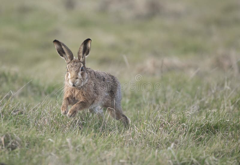 Hare in the grass stock image. Image of pretty, young - 139978255
