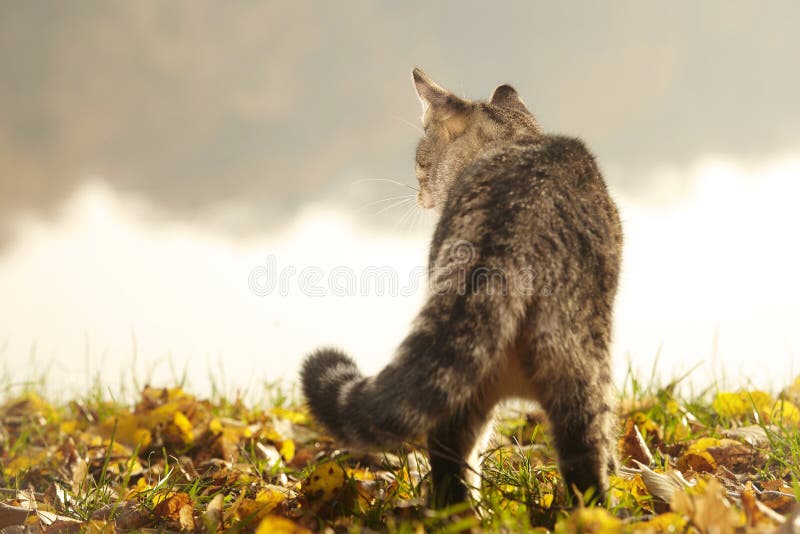 Six Months Old Tabby Female Cat Posing in Park Stock Photo - Image of ...