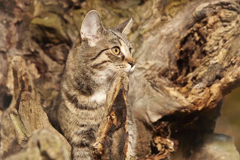 Six Months Old Tabby Female Cat Posing in Park Stock Photo - Image of ...