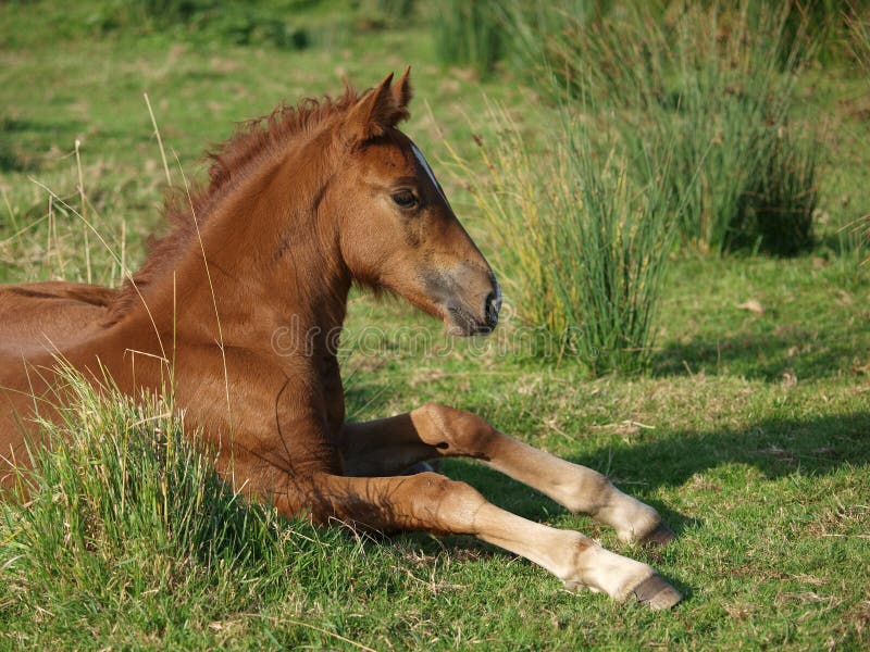 Chestnut Foal stock image. Image of countryside, horse - 169978433