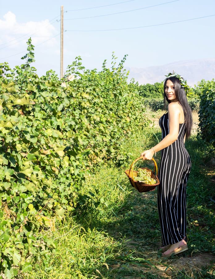 Pretty Young Woman Picking Grapes in Vineyard Stock Photo - Image of ...