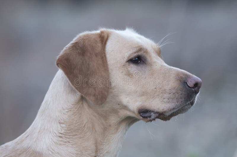 Pretty Young Yellow Labrador Side Profile Stock Image - Image of head ...
