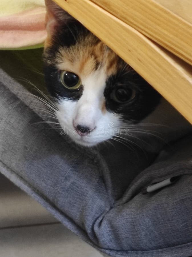 Prety kitty hiding stock photo. Image of fauna, mammal - 262168540