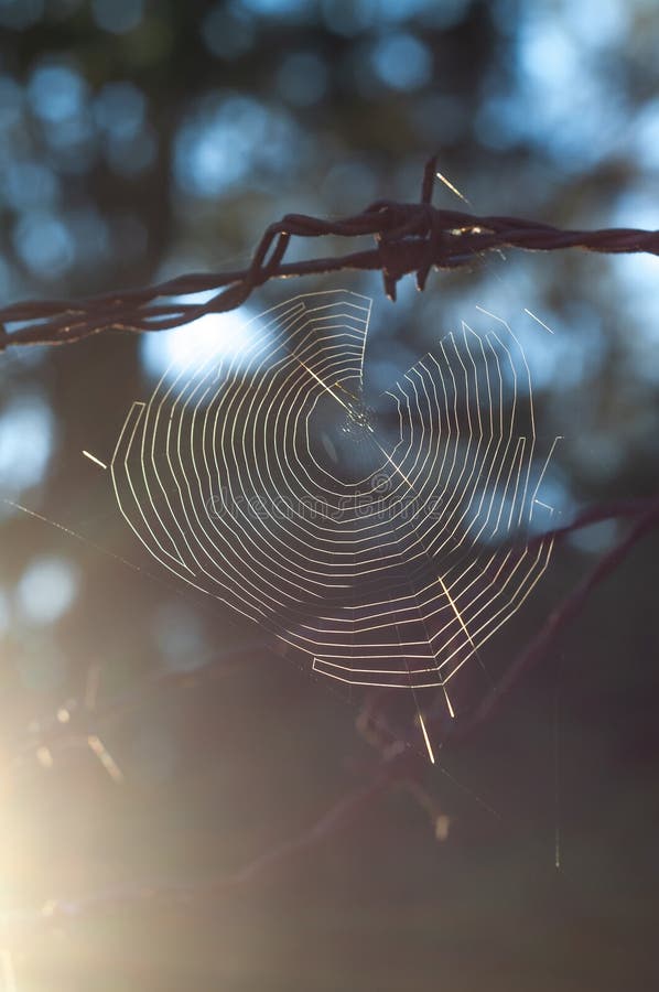 Prevailing Concept. Spider Web with a Contrasting Golden Light Stock ...