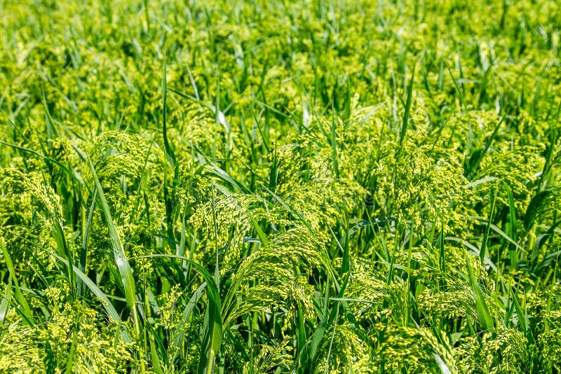 Preview Green Field Plant Millet Background Stock Image - Image of ...