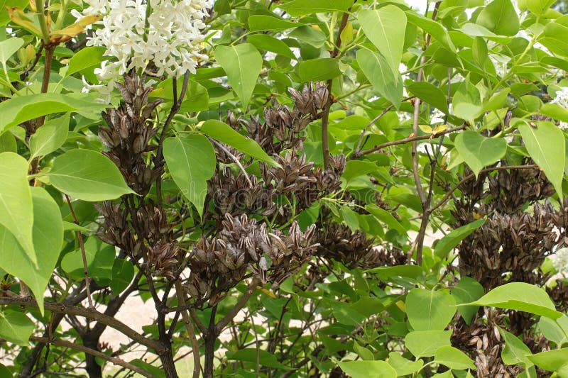 Previopus Years Seed Pods on a Lilac Bush Stock Photo - Image of ...