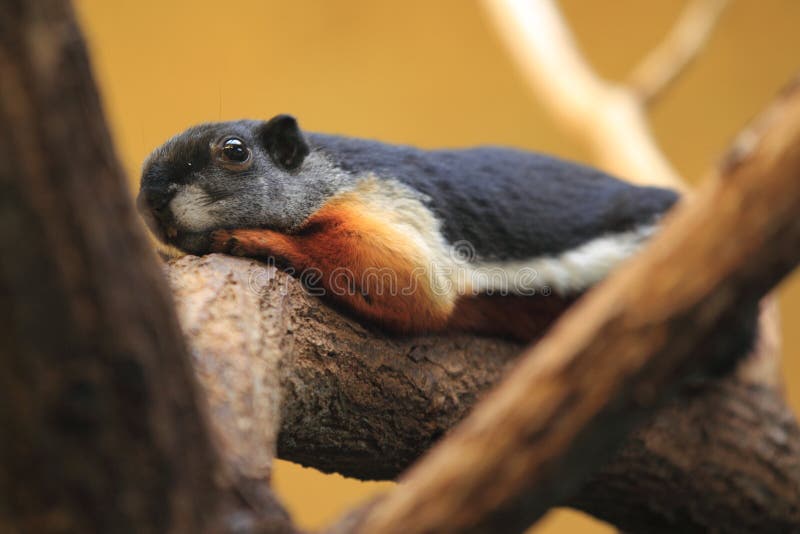 Σκίουρος Prevost στοκ εικόνες. εικόνα από wildlife - 87816006